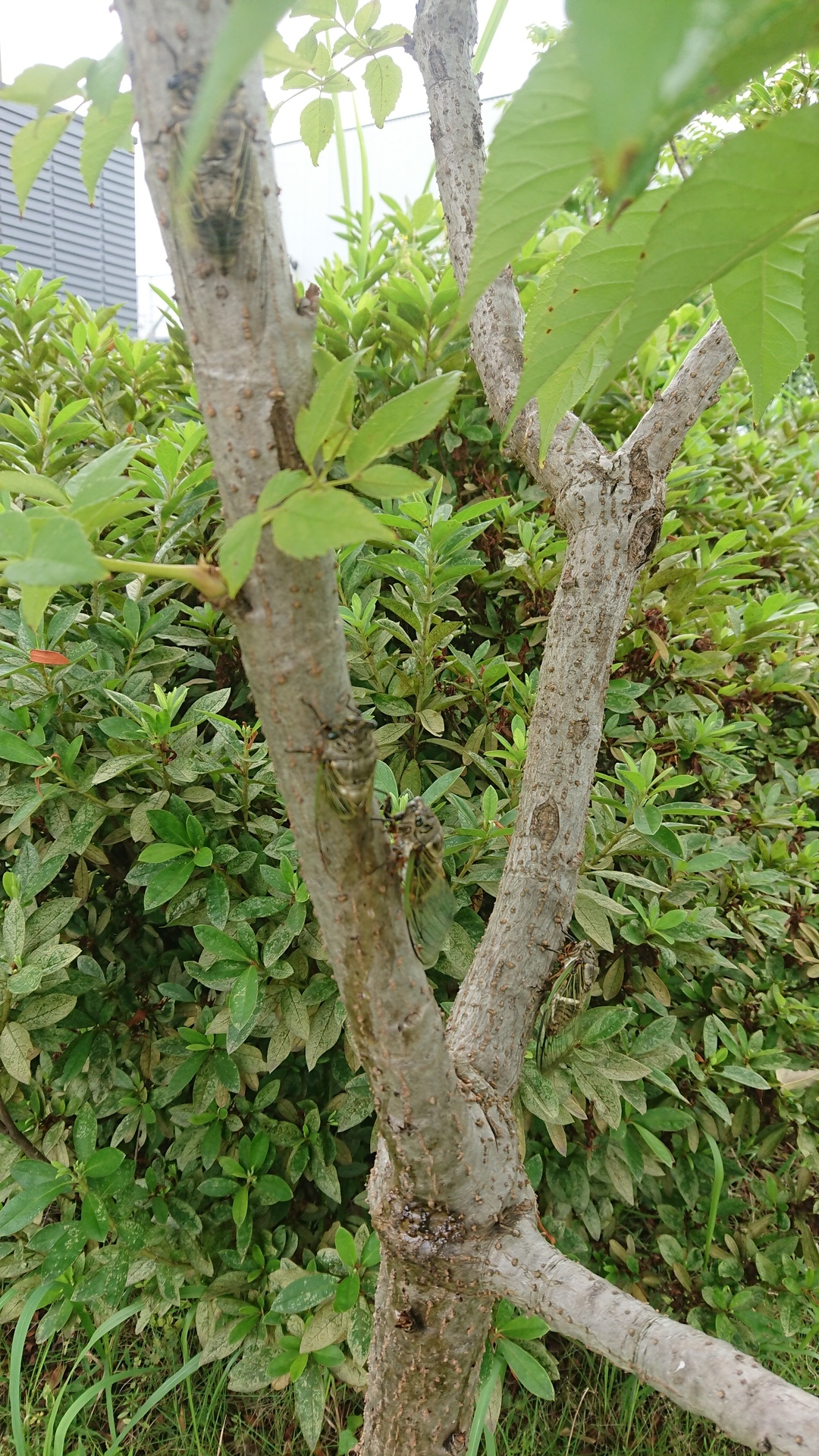 夏の風景: アウローラダイイチブログ